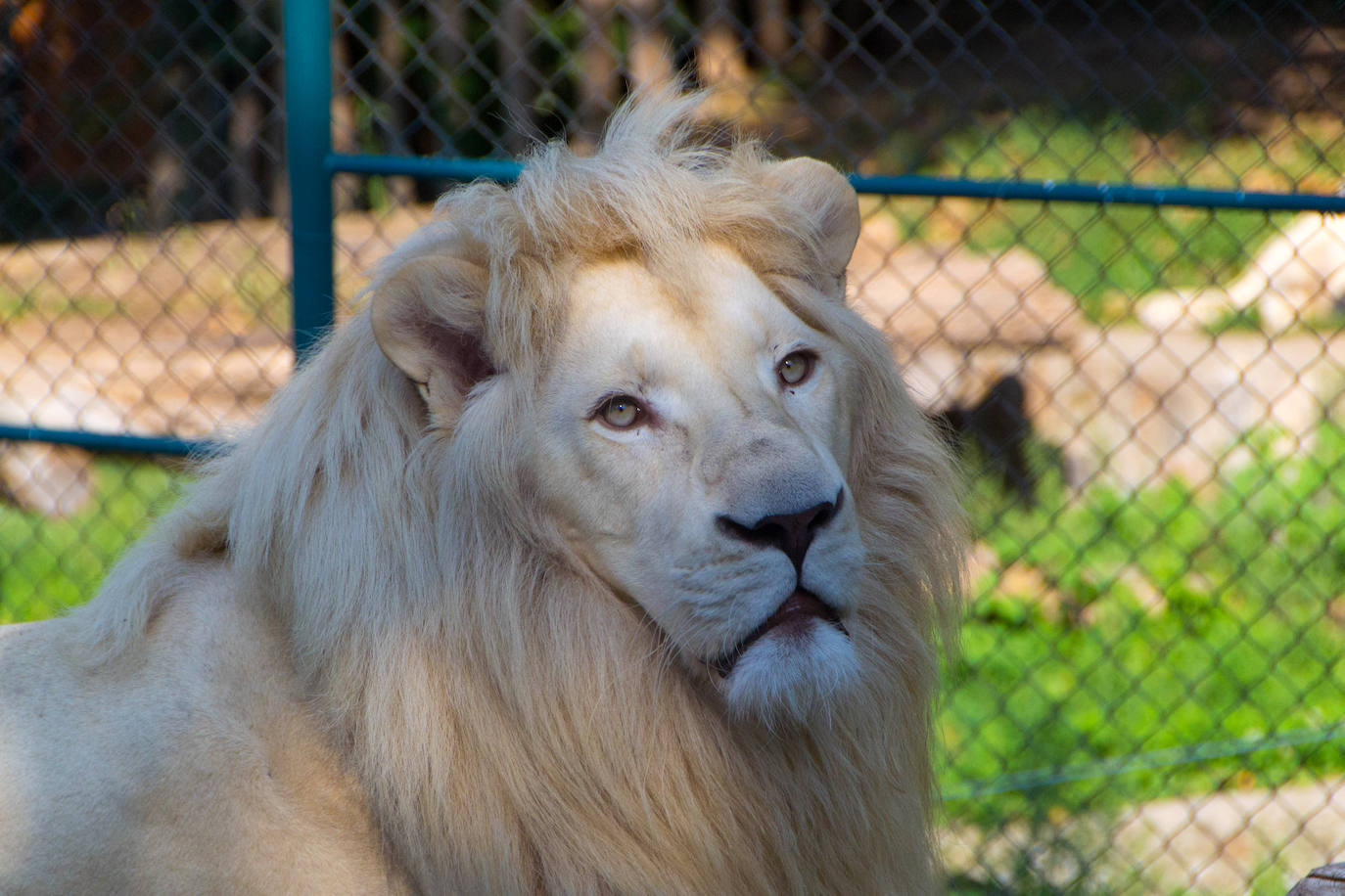 Fotos: Los animales albinos más espectaculares | leonoticias