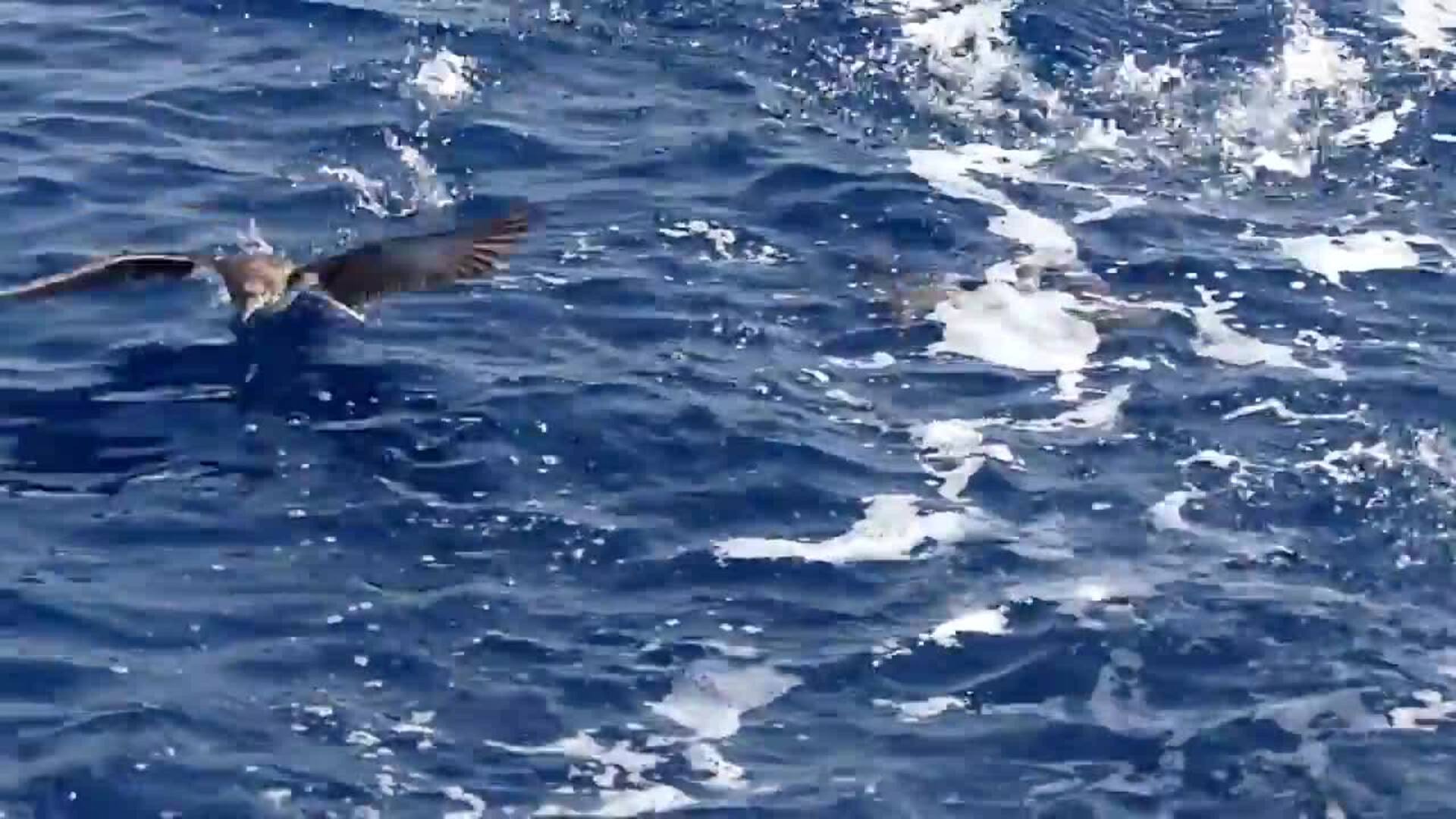 El pájaro con el canto más feo del mundo | leonoticias